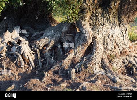 Tree Root System Hi Res Stock Photography And Images Alamy
