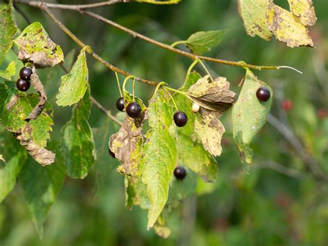 Hackberry Woody Plants Of Ohio