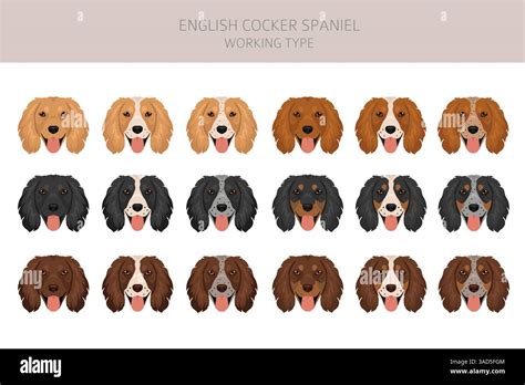 English Cocker Spaniel Working Type Field Bred Clipart And Seamless