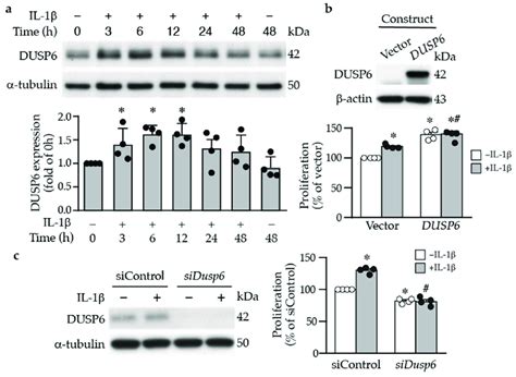 Dusp6 Promotes Vsmc Proliferation A Serum Starved Vsmcs Were Treated
