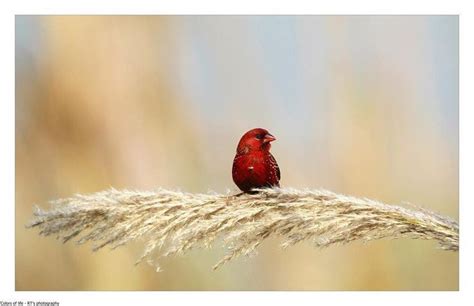 Dr Carin Bondar Biologist With A Twist