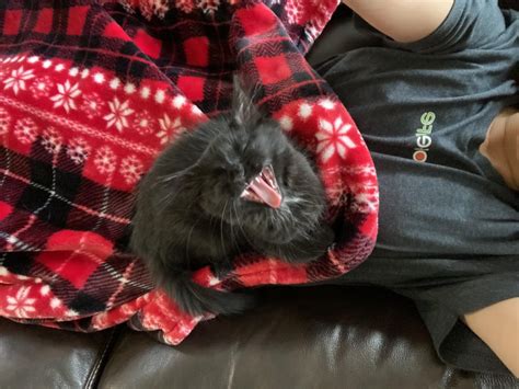 My First Cat Ever Meet Barbara “babs” Gordon Rkitten