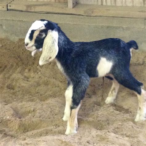 Ginger Coleman Youtube