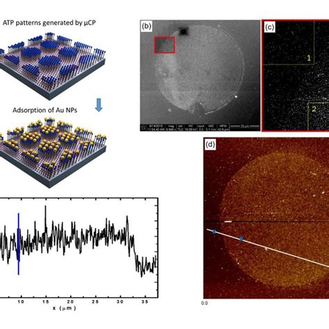 Directed Self Assembly Of Au Nps On Atp Templates On Gaas A