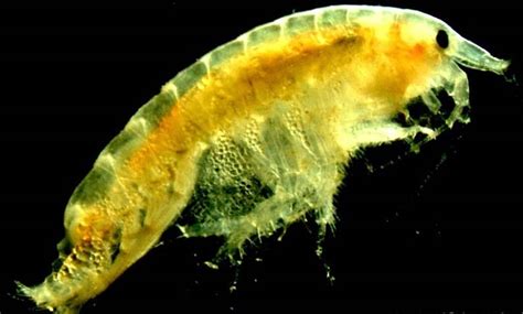 Copepods Aquarium