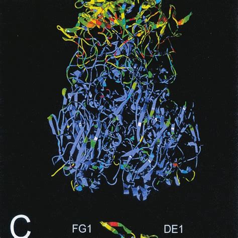 Multiple Sequence Alignment Of Hexon Proteins The Deduced Amino Acid