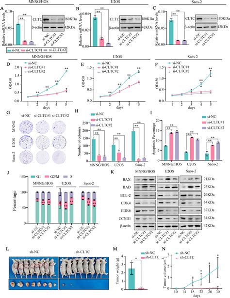 Effects Of Knockdown Of Clathrin Heavy Chain Cltc On Osteosarcoma Download Scientific Diagram