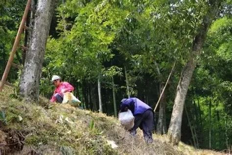 為什麼山核桃這麼貴？知道真相後我好心疼 每日頭條