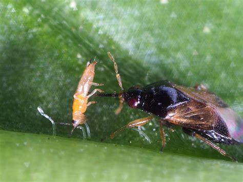 Orius System Tackles Adult Thrips In Strawberry Fruit Growers News
