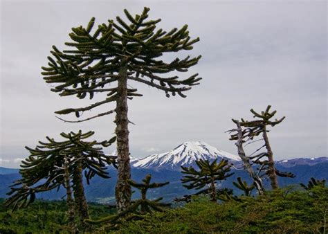️ Araucaria El Pino De Pisos Guía Completa 2026