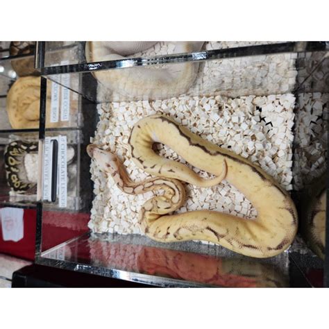 Bongo Spider Pastel Fire Yb Reptiles For Sale Shows And Expos