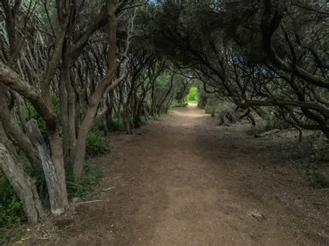 Anglesea River Accessible Walk Walking Maps