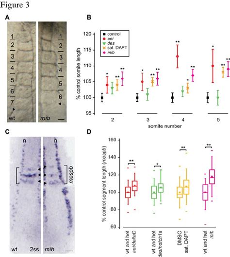 Segment Length Increases After Reduction In Delta Notch Coupling Download Scientific Diagram
