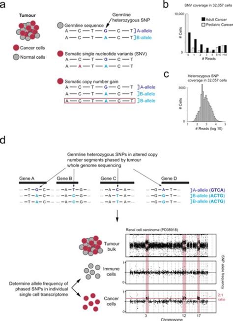 A New Single Cell Sequencing To Validate New Cancer Cell Types Medicine Innovates