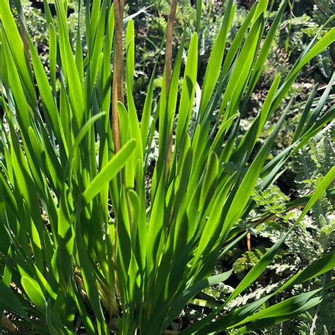 Allium Millenium Groundwork Illinois