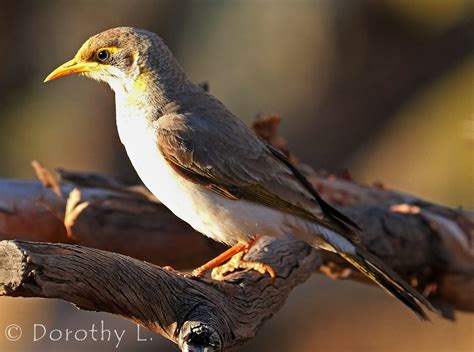 Yellow Throated Miner Ausemade