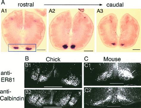 Expression Of The Ets Transcription Factor Er81 In The Developing Chick
