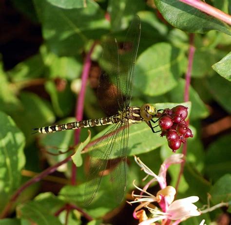 Southern Hawker Aeshna Cyanea A Female Seen In A Garden Flickr