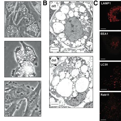 Pdf Methuosis Nonapoptotic Cell Death Associated With Vacuolization