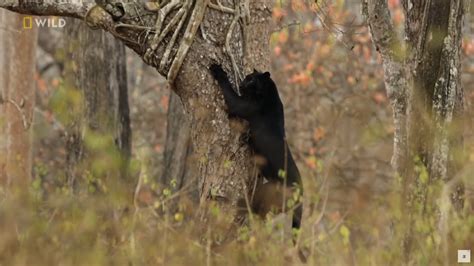 흑표범 멋있어 자유 에펨코리아
