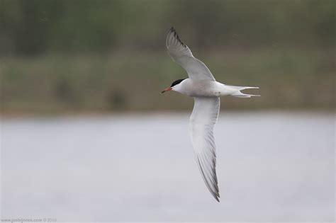 Arctic Visitors Josh Jones