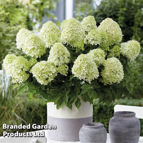 Hydrangea Paniculata Little Spooky 9cm Potted Plant X 1