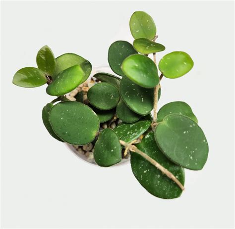 Hoya Mathilde Less Splash Furniture And Home Living Gardening Plants And Seeds On Carousell