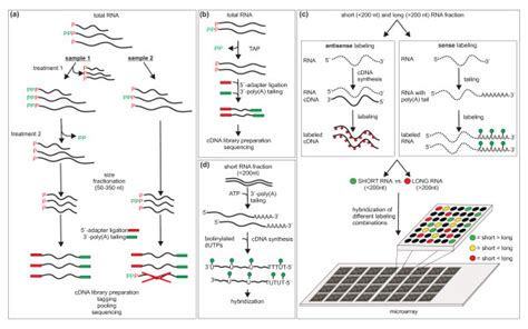 Experimental Procedures For Non Coding Srna Identification A Sample