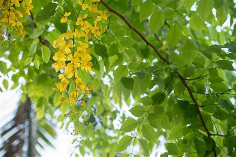 Premium Photo Cassia Fistula