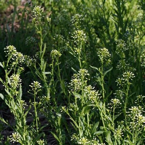 Roadside Pennycress Seeds Thlaspi Alliaceum 40 Seeds In Frozen Seed