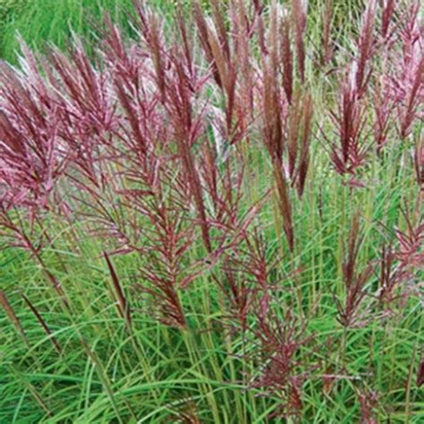 Miscanthus Sinensis Ibiza ® Future Forests