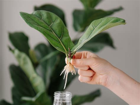 How To Propagate Fiddle Leaf Fig 3 Ways