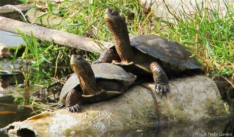 Turtle Recall Finch Frolic Garden Permaculture