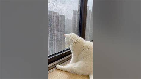 【喵呜🐱】下雨的快乐shorts Cat Rain 猫貓咪 Youtube