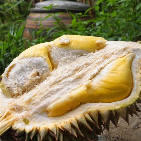 Nonthaburi Durian Live Plants Veliyathgardens