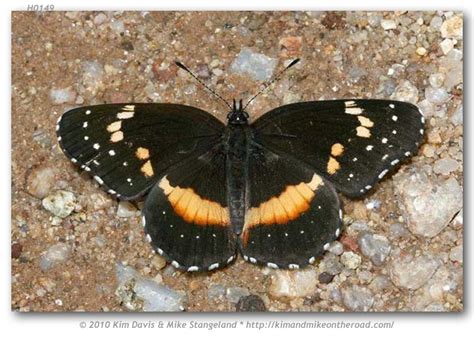Chlosyne Lacinia Crocale Bordered Patch