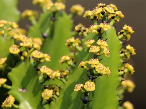 Euphorbiaceae Flower