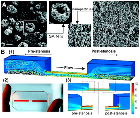 An Example Of Vascular Chip Application In Nanomedicine Validation Of