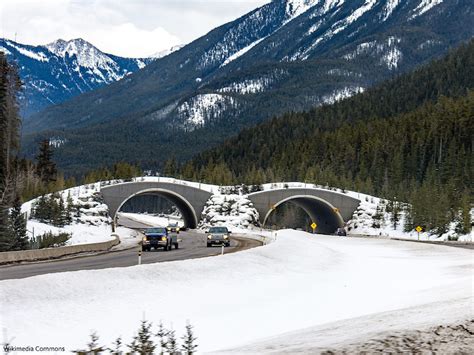 Wildlife Crossings How They Protect Individuals Species And Ecosystems