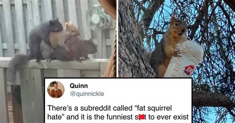 30 Funniest Pictures From Fat Squirrel Hate — An Internet Group That
