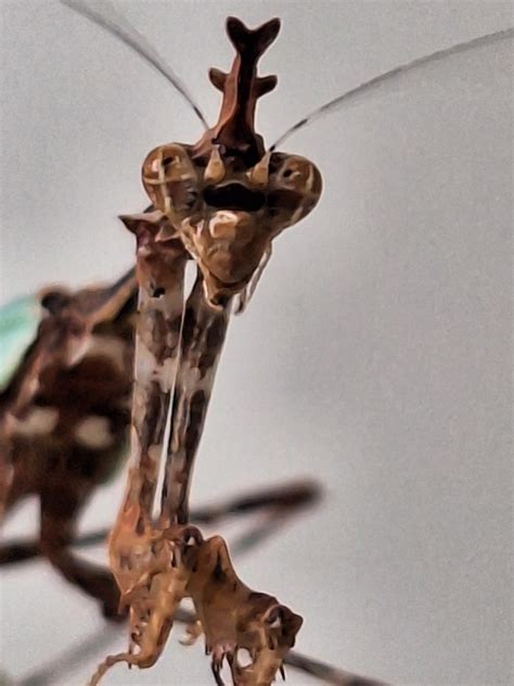 Prettied Pictures Of A Mantid Rmantids