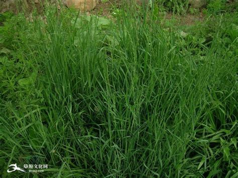 草原上最好的草 羊草 中国网草原频道