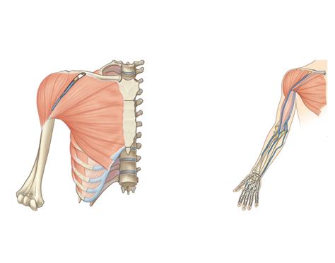 Deltopectoral Triangle Quiz