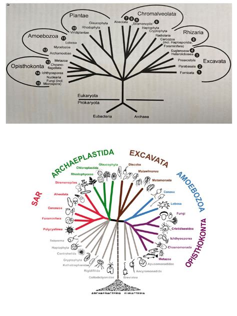 Tree Of Life Eukaryota Pdf