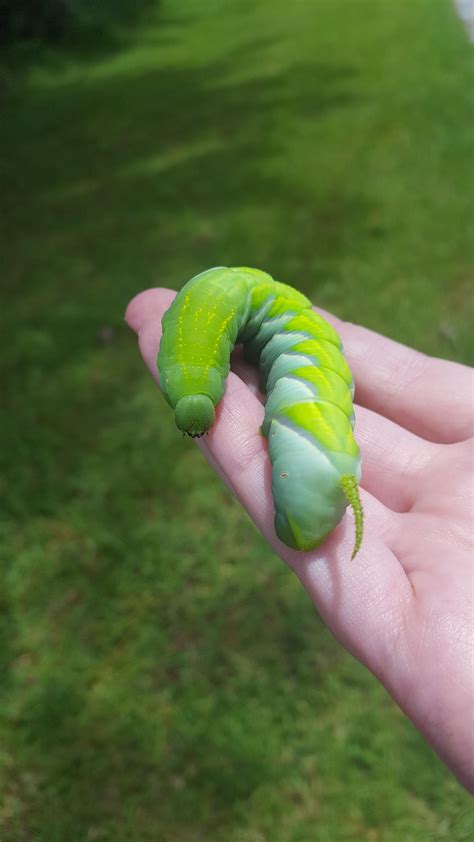 Found In Mississippi Whats This Bug Whatsthisbug