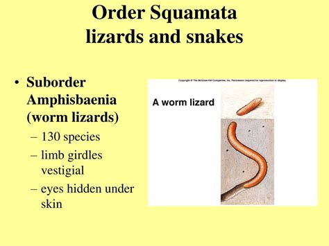 Ppt Class Reptilia Reptum Creep Conquest Of Land Powerpoint