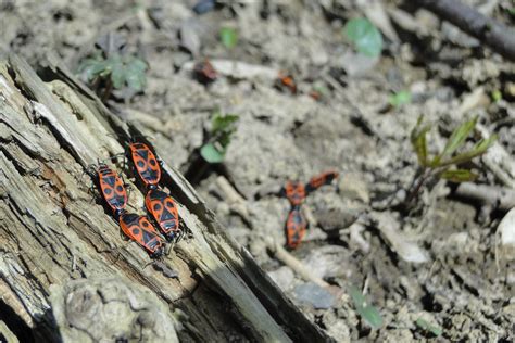 Bright Pest Control Pest Control