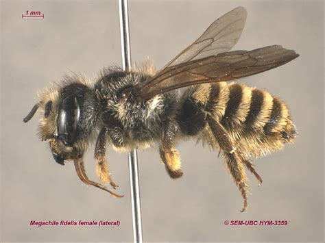 Megachile