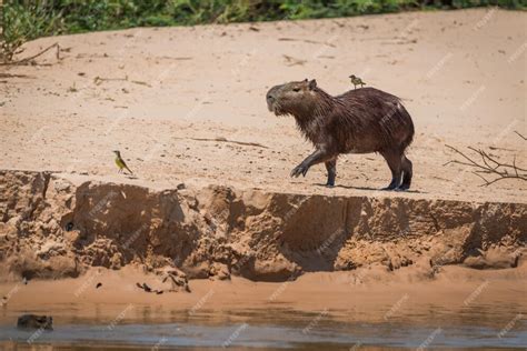 Premium Photo Capybara And Birds On Shore