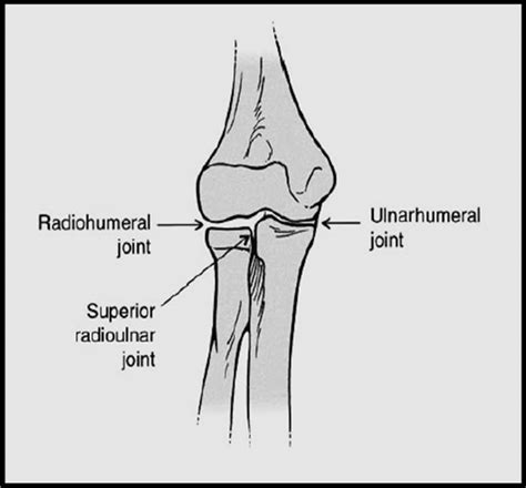 11 The Elbow Joint Complex The Radius And Ulnar Articulate With The